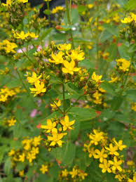 Hypericum punctatum (Dotted Saint John's Wort) – Northeast Pollinator ...